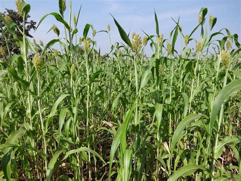 20 Free Jowar And Sorghum Images Pixabay