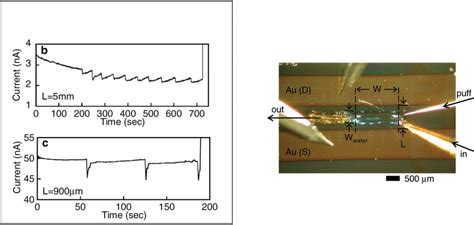 Photo Right Of An Organic Transistor Biochemical Sensor In Which A Download Scientific
