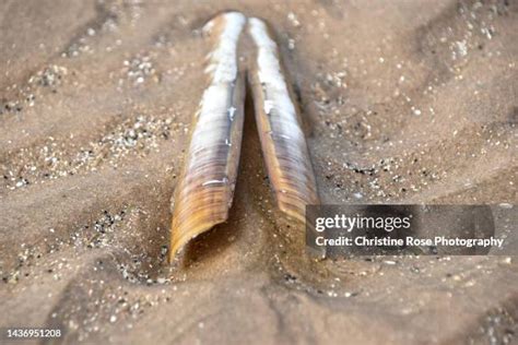 Razor Shell Photos And Premium High Res Pictures Getty Images