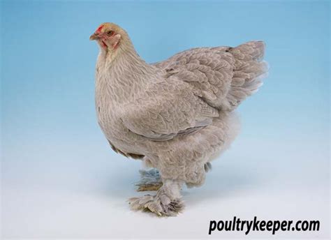 Brahma Chickens