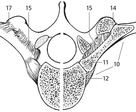 4 Juncturae Thoracis Flashcards Quizlet