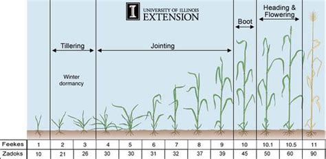 Adaptive Wheat Management Increasing Wheat Yield By Adjusting For Weather Conditions NC State