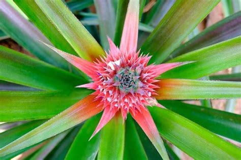 The Complete Guide To Growing Pineapples At Home