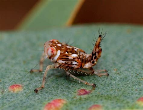 Treehopper Nymph Project Noah