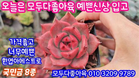 24310 오늘은 모두다좋아육 예쁜신상 입고💕 환엽아메스트로는 꼭 데려가세 예쁜국민금 8종까지💕 모두다좋아육 010