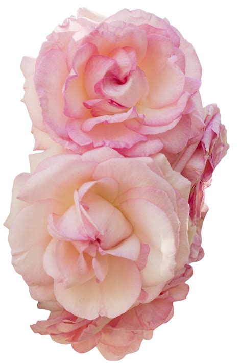 Fleur Png Tumblr Fleur Png Images Free Download On Freepik