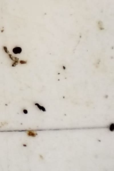 Varroa Detector Object Detection Dataset And Pre Trained Model By Nolan