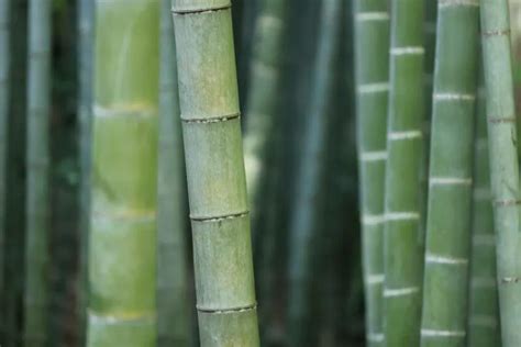 Different Types Of Bamboo Around The World