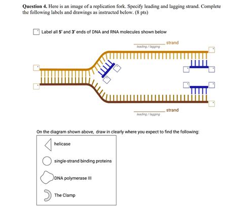 Solved Question 4 Here Is An Image Of A Replication Fork Specify Leading And Lagging Strand