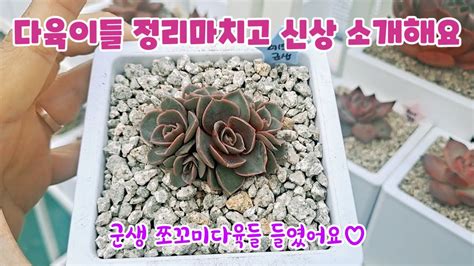 다육이들 정리마치고 신상으로 들인 다육이 소개해요 군생쪼꼬미다육 레드탄군생 비엘라젤리군생 토스카넬리군생 다육이