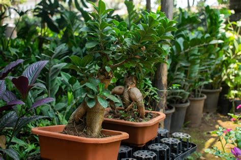 Ficus Tree Types A Comprehensive Guide To Varieties Foliage Friend