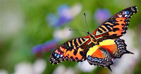Understanding Genetic Polymorphism Key Concepts And Examples