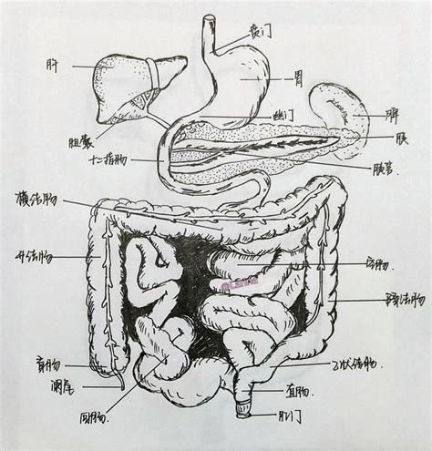 简笔画人体各器官（流行11张） 简笔画图片大全