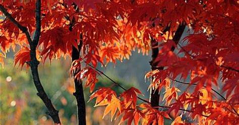 빨갛게 물든 단풍