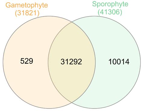Comparison Between The Gametophyte And The Sporophyte Transcriptomes Of