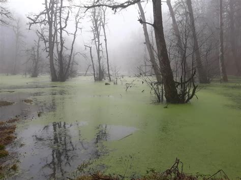 مرداب دیوک مازندران؛ وهم انگیزترین مرداب شمال