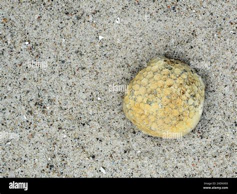 Fossil Spherical Algae Of Rügen Offering Valuable Insights Into Earth
