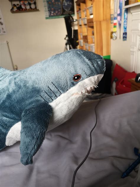 What do I name him?! : r/BLAHAJ