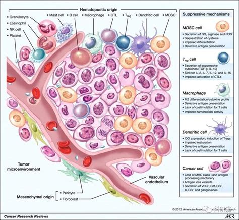 肿瘤免疫浸润分析：cibersort包（超简单的使用方法） 知乎
