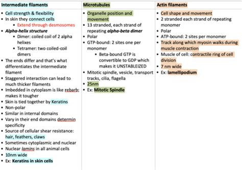 Hhd 1 Exam 1 Cytoskeleton Lecture Flashcards Quizlet