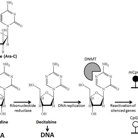 Pdf Clinical Results Of Hypomethylating Agents In Aml Treatment