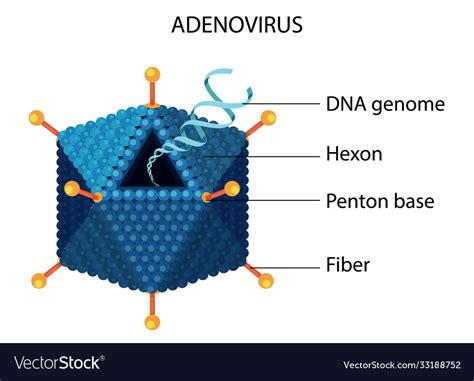 3d Dna Structure Labeled