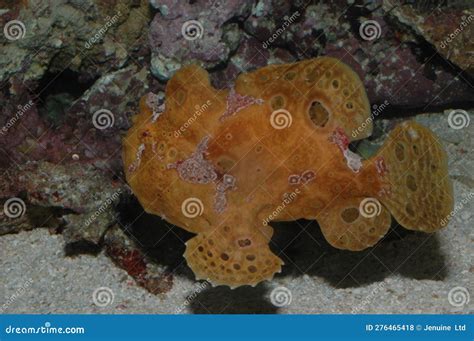 Orange Ocellated Frogfish Warty Or Antennaruis Pictus Underwater In