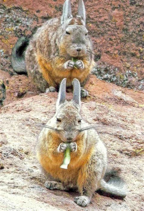 Southern Viscacha An Andean Rodent Of High Altitude Malevus