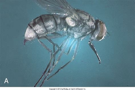 Vm 22501 Parasitology Images Flashcards Quizlet