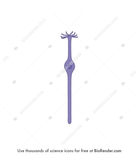 Free Olfactory Sensory Neuron 1 Mouse Thick Axon Icons Symbols