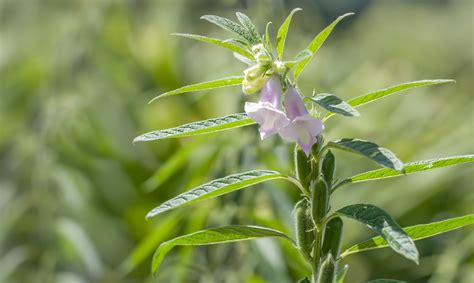 National Research Program Promising Million To Scale Up Sesame Production Australasian