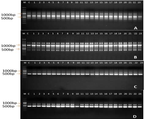 issr inter simple sequence repeats banding pattern with primer t ga 9
