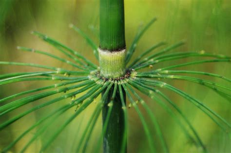 10 Types Of Equisetum