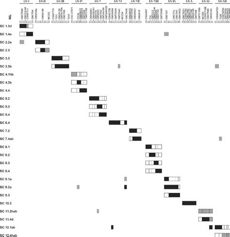 Graphical Genotypes Of The Cucumis Melo Nils Evaluated The Lines Are