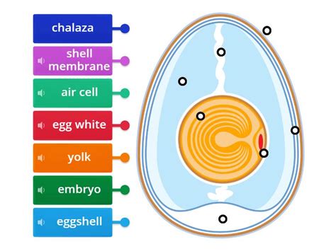 Parts Of A Bird Egg Labelled Diagram