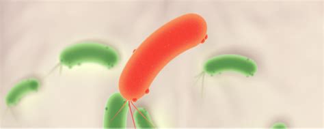 Molecular Biologist Toolbox E Coli With Crispr Form A New Pace In