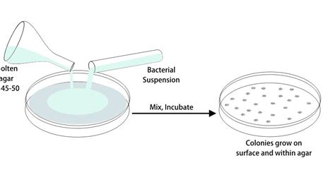 Enumeration Techniques Of Bacteria In Microbiology Naturalgreen
