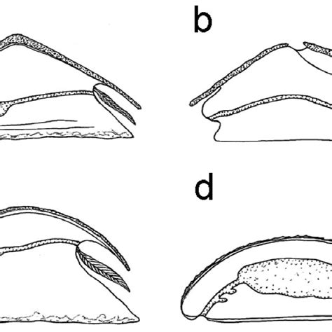 Macroevolutionary Data For Hamus A Extinction And Origination Rates Download Scientific