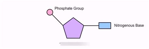 Nitrogenous Bases Hydrogen Bonds And Dna Replication Cheat Sheet 2 Diagram Quizlet