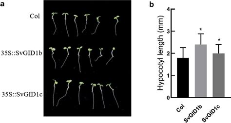 Comparison Of Hypocotyl Length Between SvGID1b SvGID1c Transgenic Download Scientific Diagram