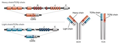 Using Large Scale Rna Sequencing To Probe Immune Response Neb