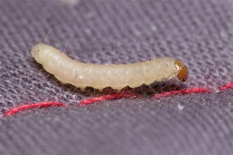 Moth Larvae Vs Maggots Key Differences Explained