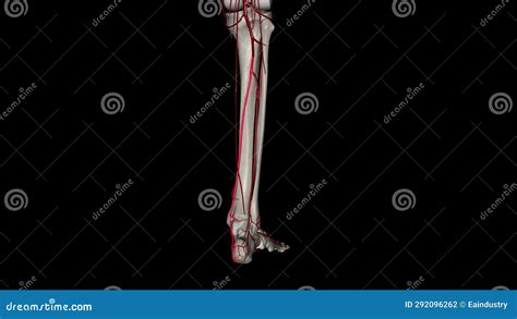 The Posterior Tibial Artery Commences At The Lower Border Of The Popliteus As One Of The Two