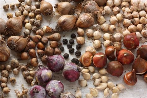 StillRoom Adventures Forcing Bulbs A How To Guide