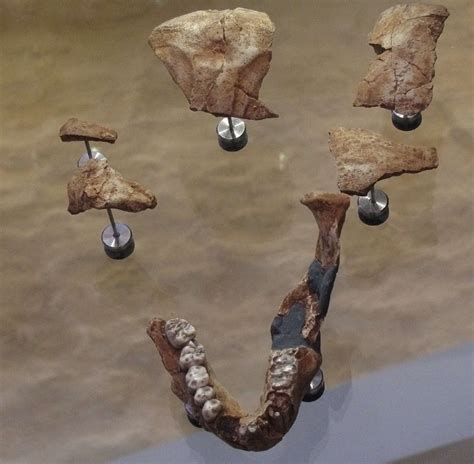 Australopithecus Afarensis And Tools Download Free Todayfilecloud Australopithecus Afarensis And Tools Download Free Todayfilecloud