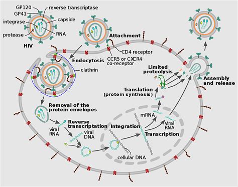 Hiv Replication Diagram