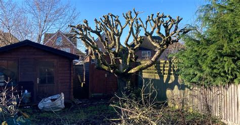 7 Essential Types Of Tree Pruning Techniques