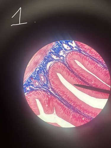 Types Of Tissues Flashcards Quizlet