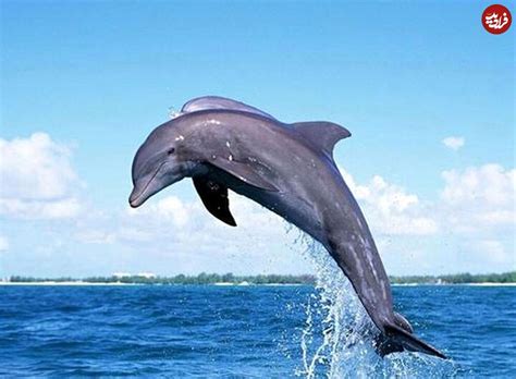 رمزگشایی از صدای دلفین با هوش مصنوعی گوگل