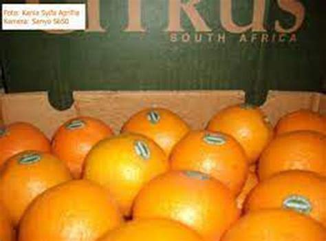 Jeruk Sunkist Kuning